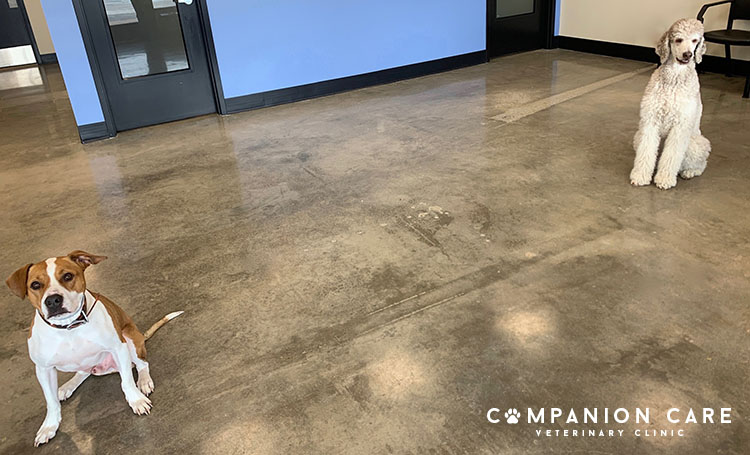 Help Stop the Spread of COVID-19 and Wash Your Paws! : Companion Care ...